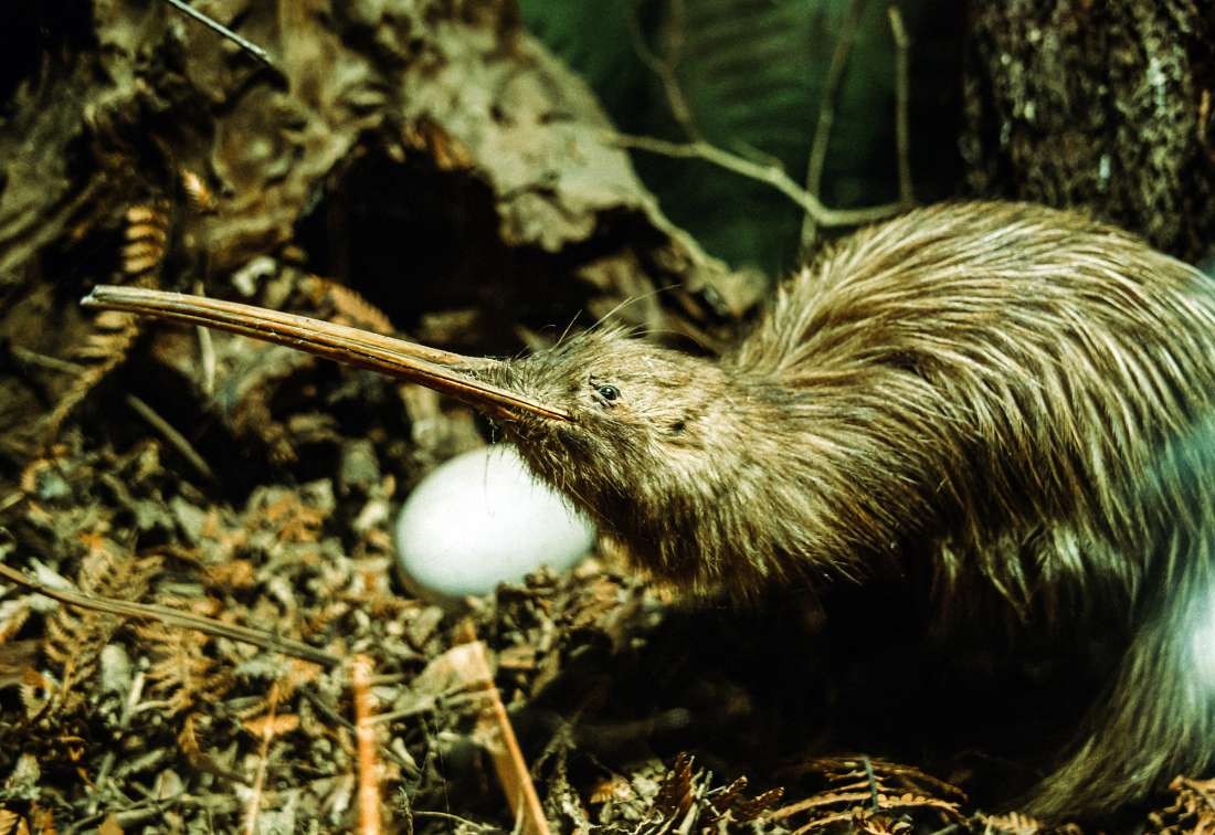 Why to Visit New Zealand Now: A Traveler's Guide
